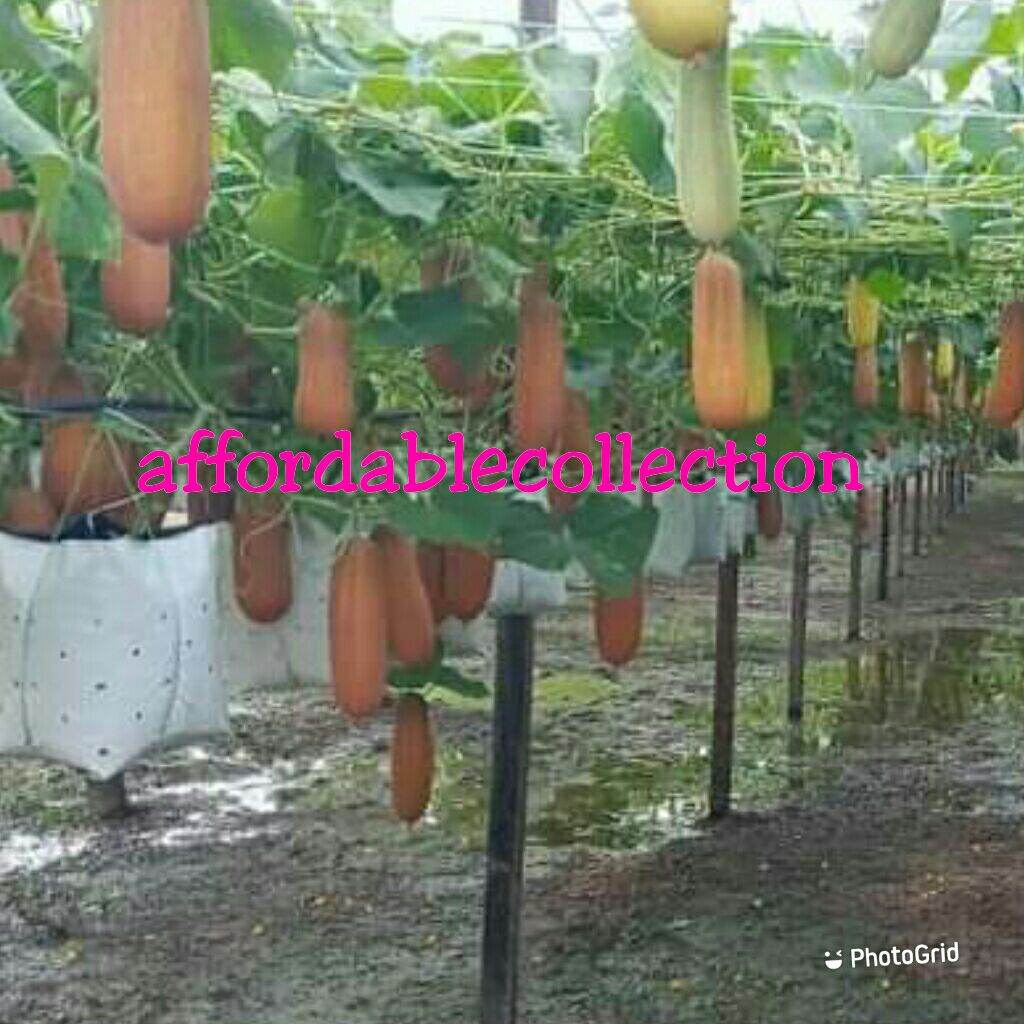 Old Gold Cucumber Vegetables Seed / Biji Benih Sayur Timun Tua Coklat ...