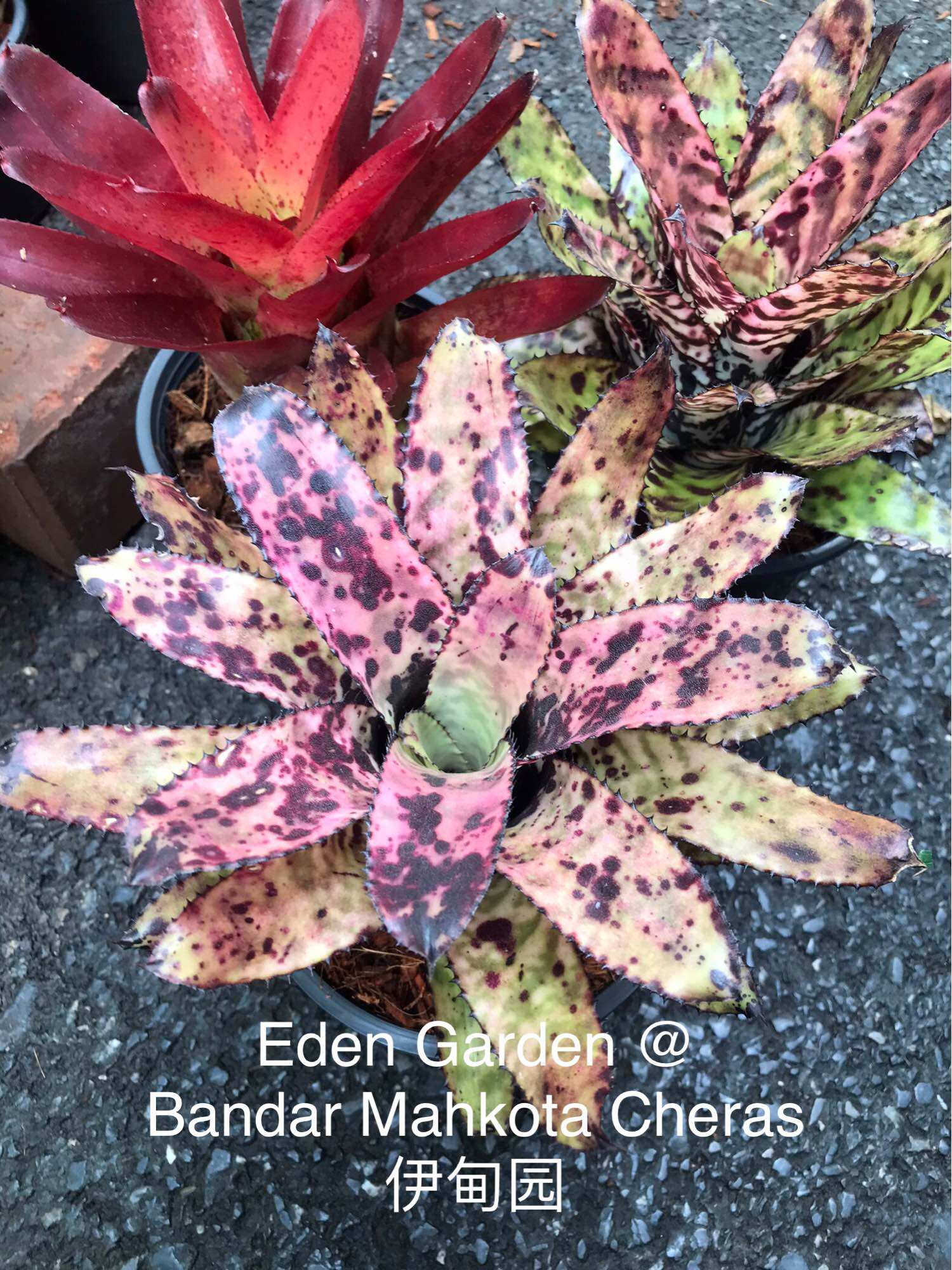 Aechmea Orlandiana Pink ( 積水风梨/ bromeliad ) | Lazada