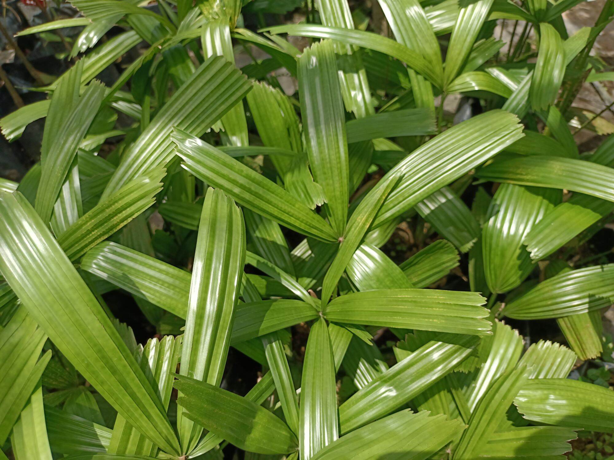 MDC- Anak Pokok Palas / Palas Belulang / Licuala Grandis Plant ...