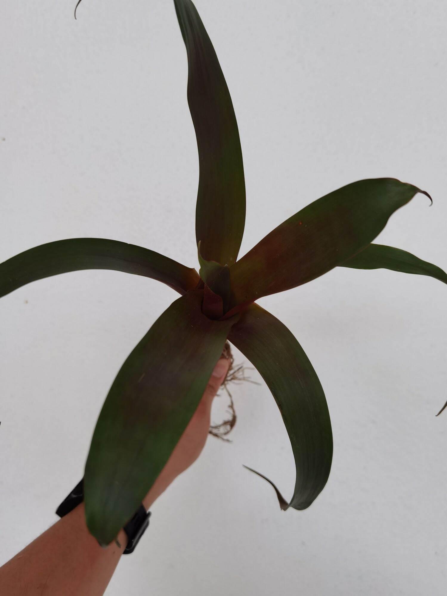 bromeliad vriesea Alcantarea Merlot | Lazada