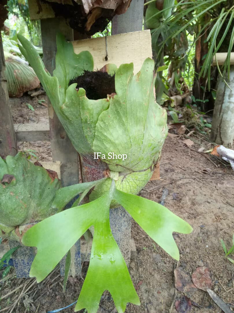 Pokok tanduk rusa saiz kecil /baby | Lazada