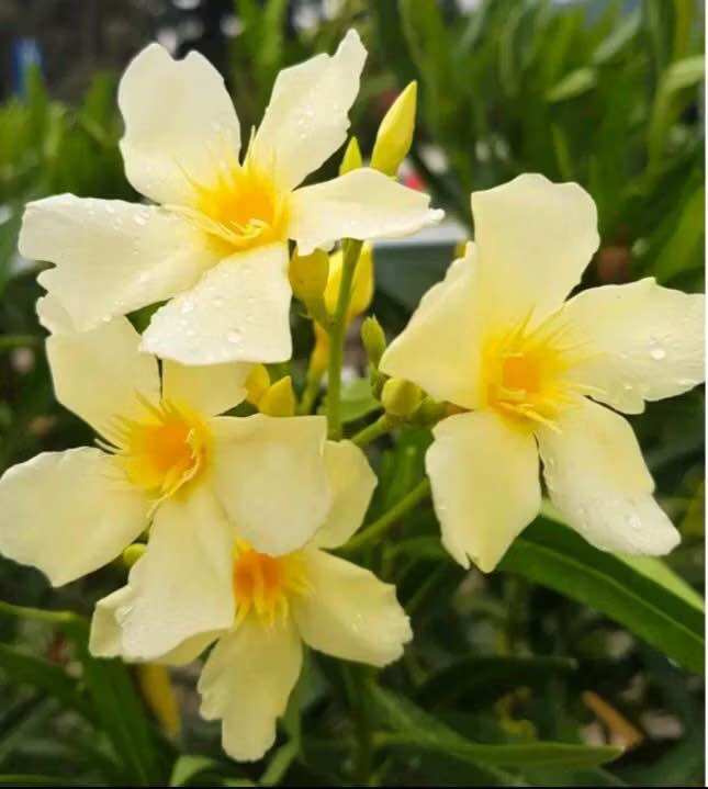 Nerium oleander 夹竹桃室外outdoor live plant / Red Kaner/ red karabi flower ...