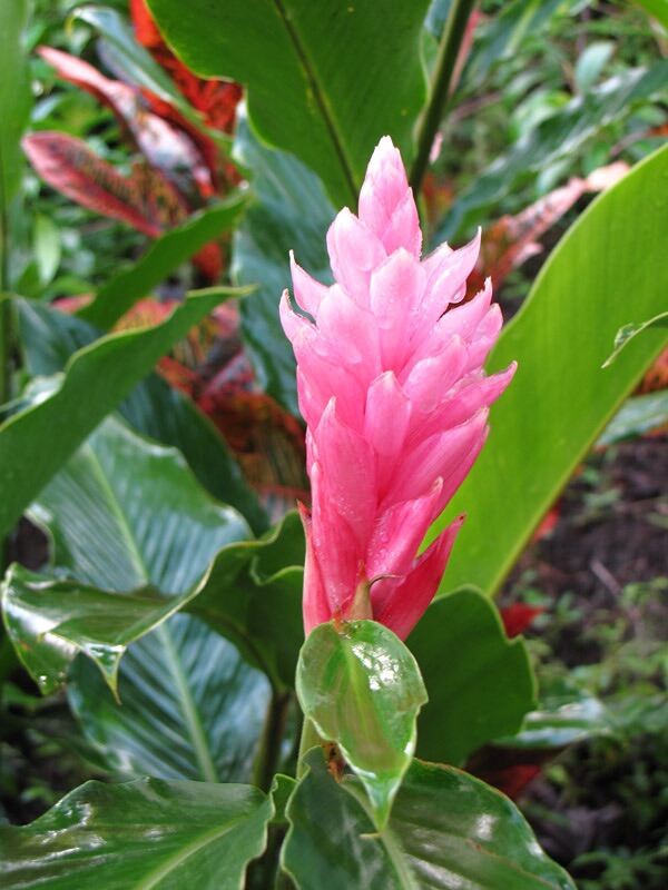PBN - alpinia purpurata red / pink - anak pokok bunga nursery ostrich ...