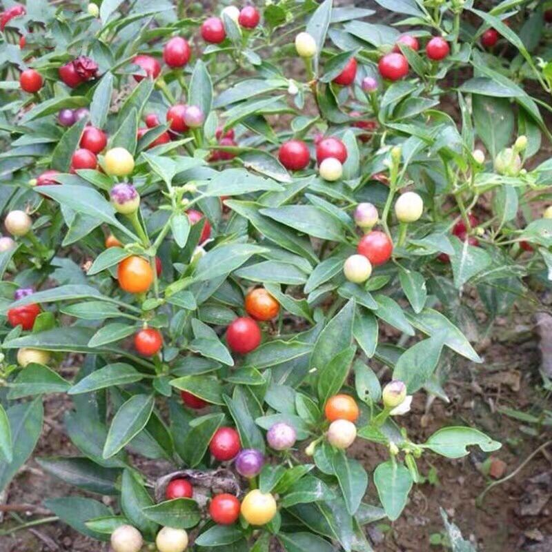 Benih Cili Bulat-bulat 20pcs/Chilli/圆弹珠彩辣籽 | Lazada