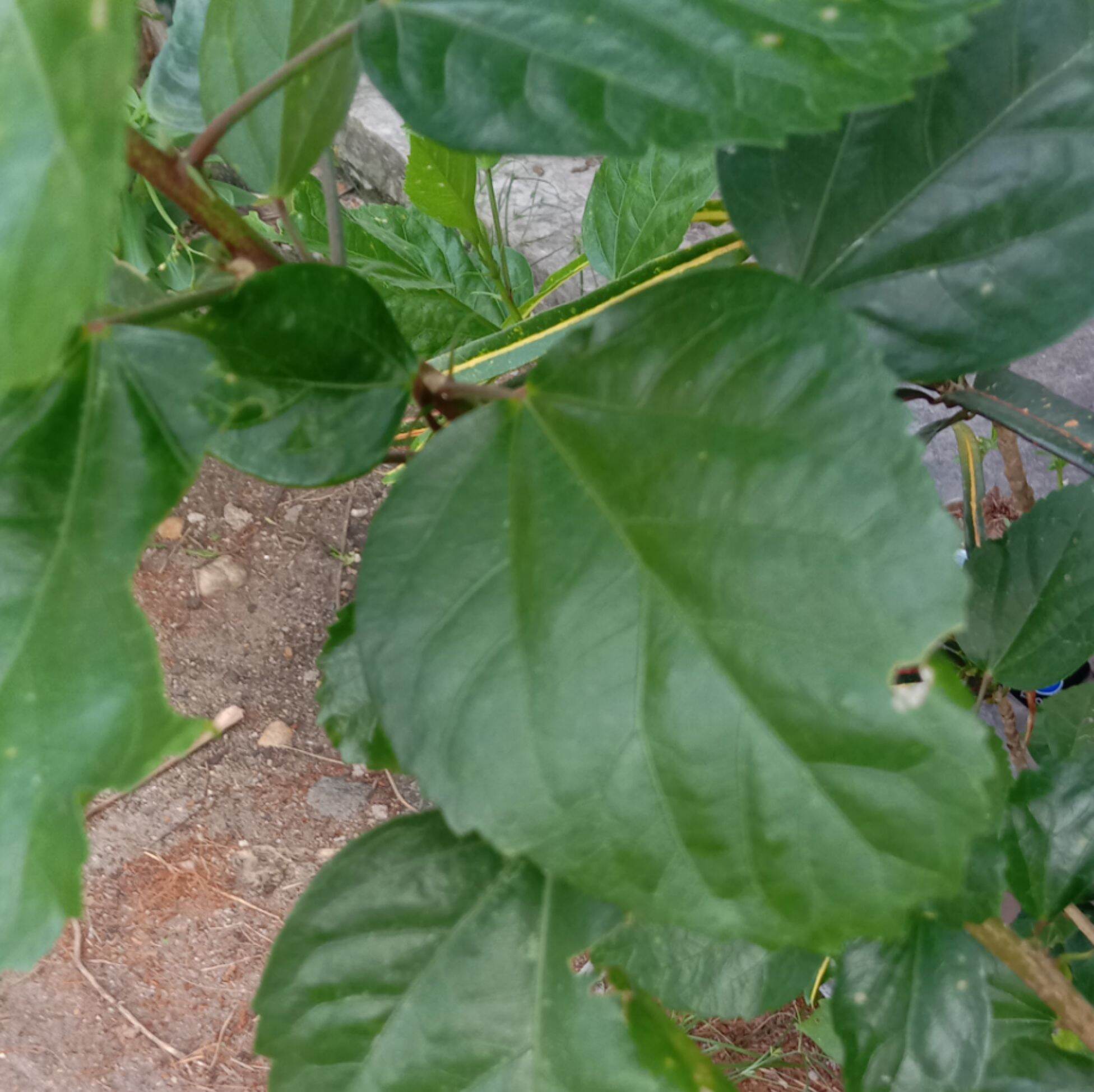 70 HELAI LEBIH DAUN BUNGA RAYA SEGAR / FRESH. | Lazada