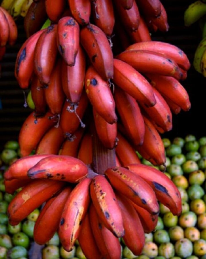 anak pokok pisang merah | Lazada