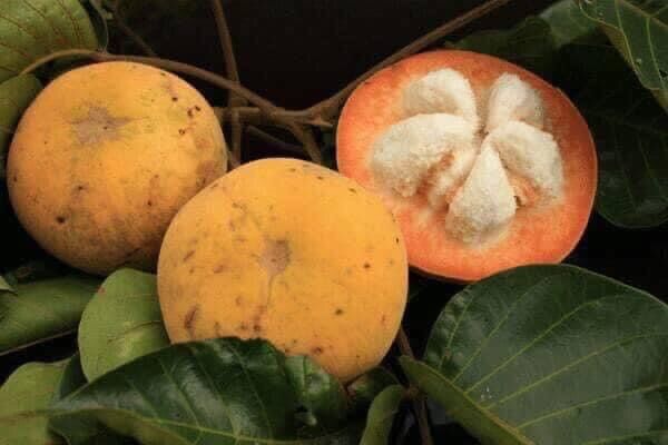 Pokok kahwin buah sentul madu | Lazada