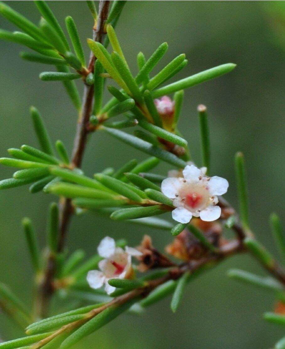 Pokok Cucur Atap | Lazada