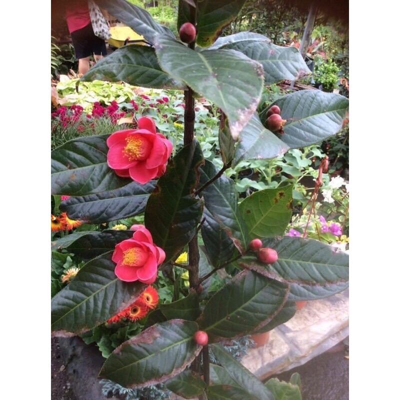 Pokok bunga tropical camelia | Lazada