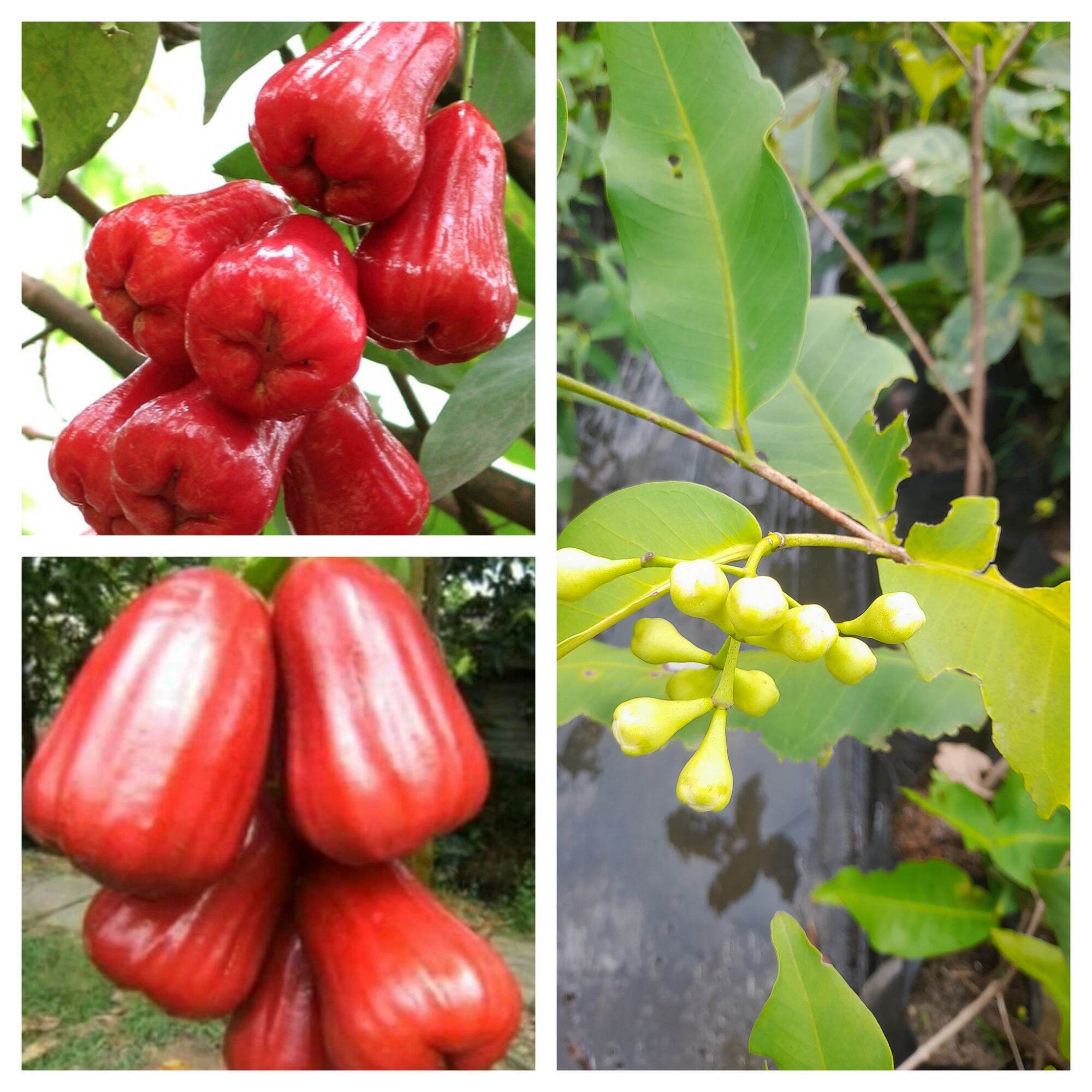 Pokok Jambu Madu Merah | Lazada