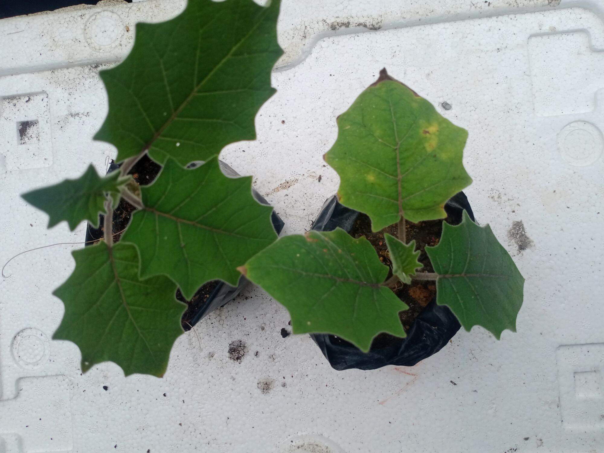 Anak pokok Terung Asam | Terung Dayak |Terung Bulu | Lazada