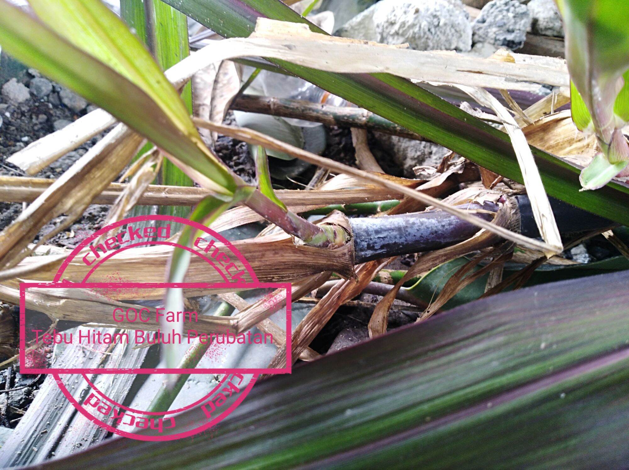 Keratan Benih Tebu Hitam Buluh Perubatan | Lazada