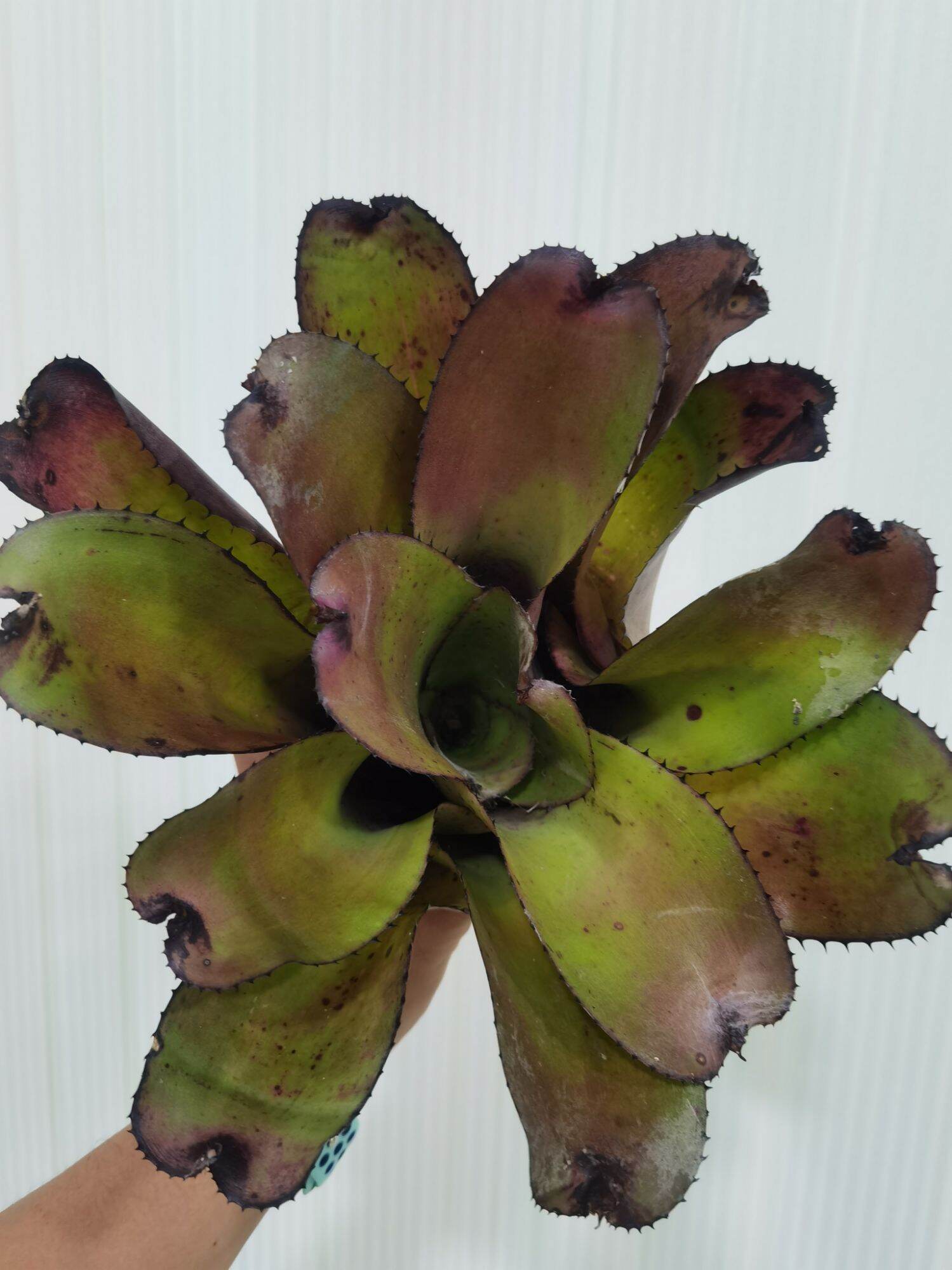bromeliad neoregelia Carcharodon Spines | Lazada