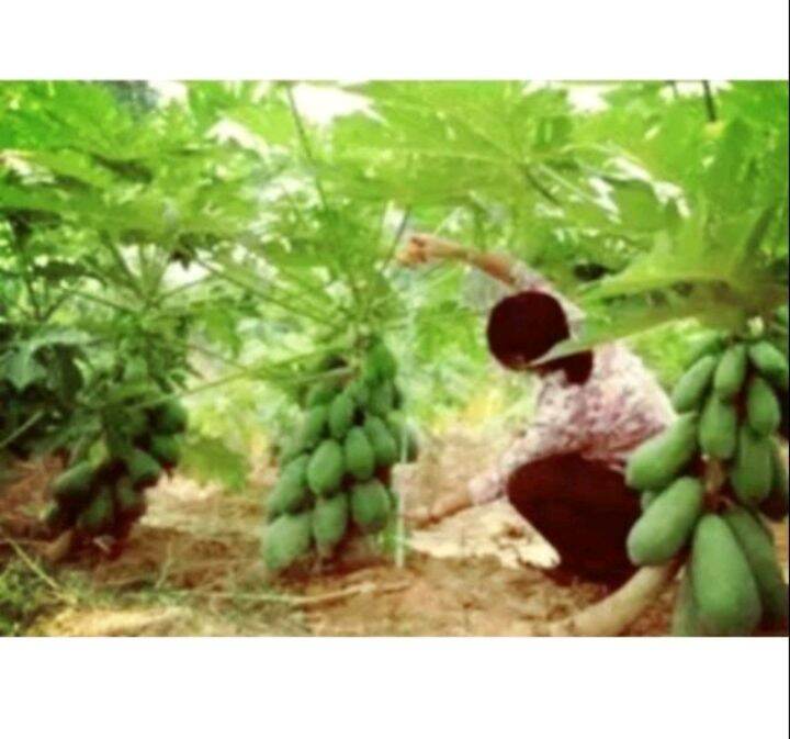 35 biji benih betik sekaki / dwaft papaya seeds / 1 foot papaya seeds ... 35 biji benih betik sekaki / dwaft papaya seeds / 1 foot papaya seeds ...