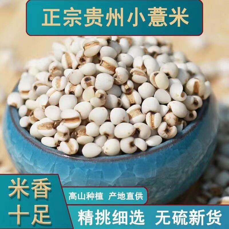 Authentic New Stock Small Coix Seed Rice from Rural Areas Genuine Coix ...