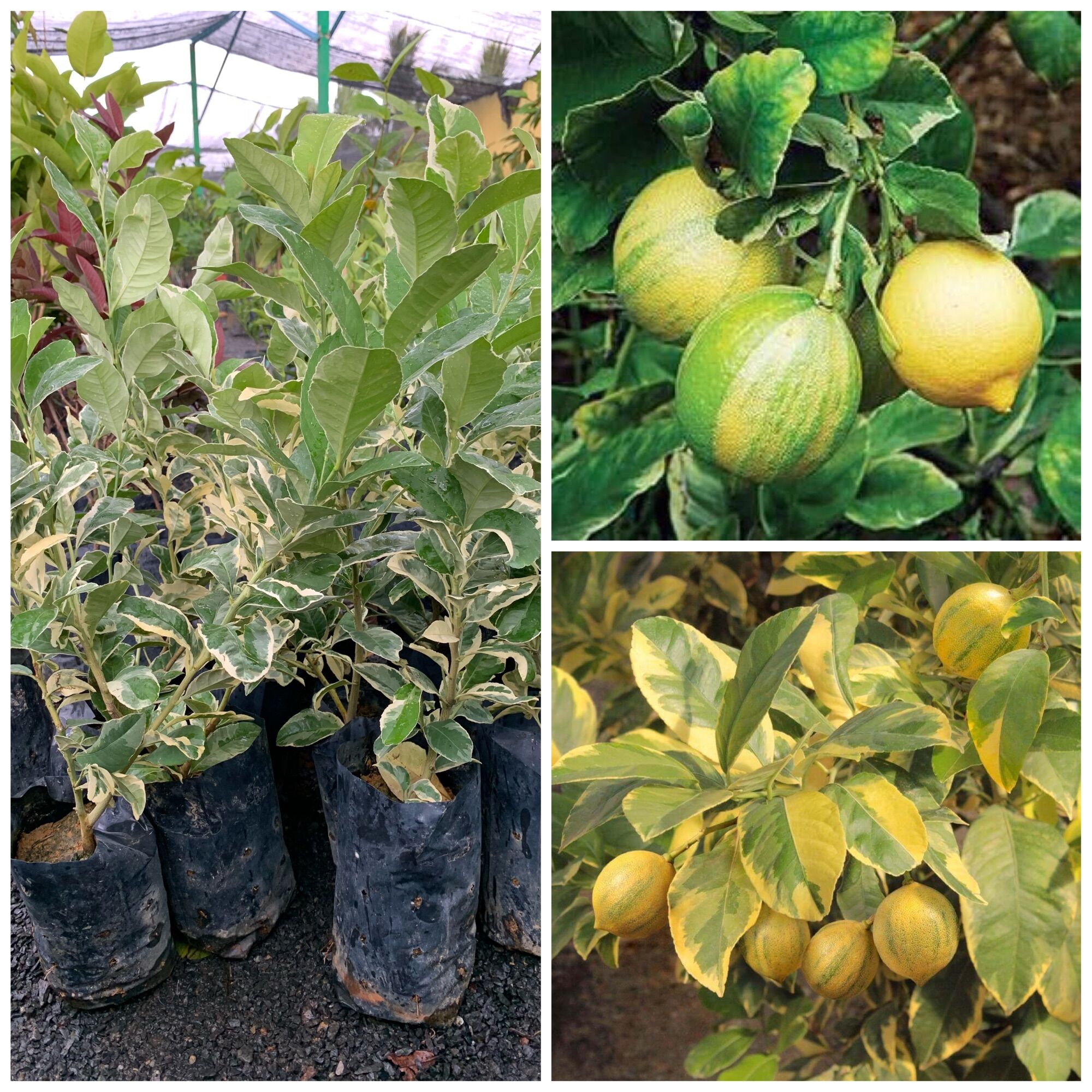 Anak pokok lemon kuning batik rare/lemon australia | Lazada