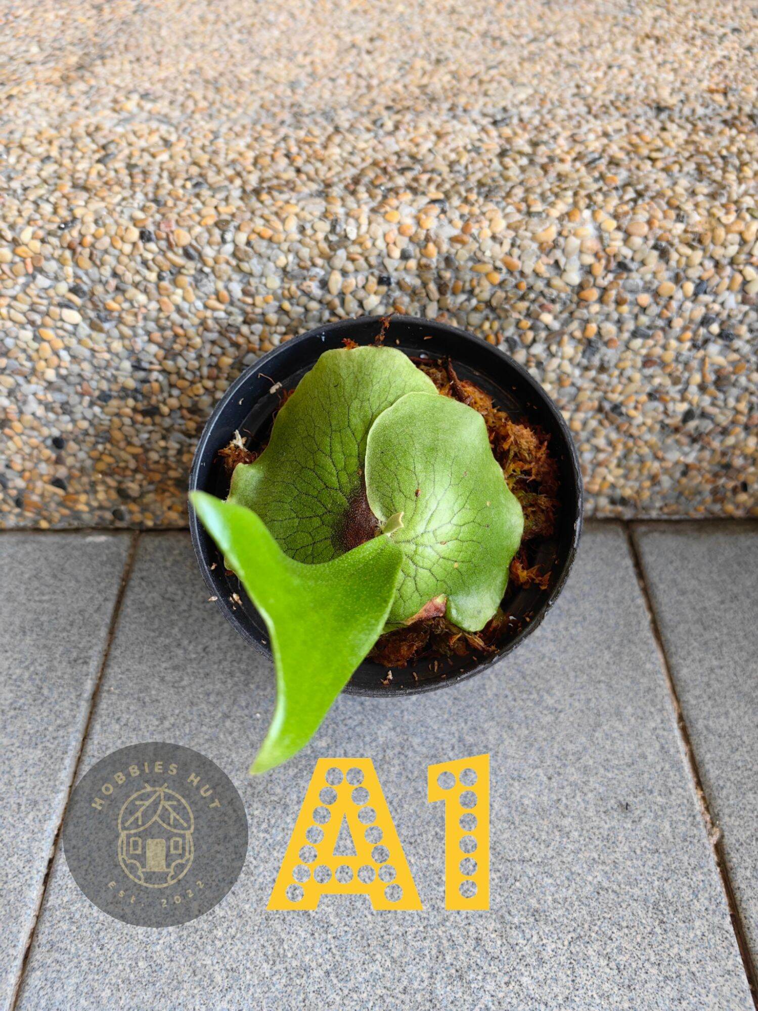 Platycerium Alcicorne | Staghorn Alcicorne | 圆盾鹿角蕨 | 鹿角蕨 | Staghorn ...