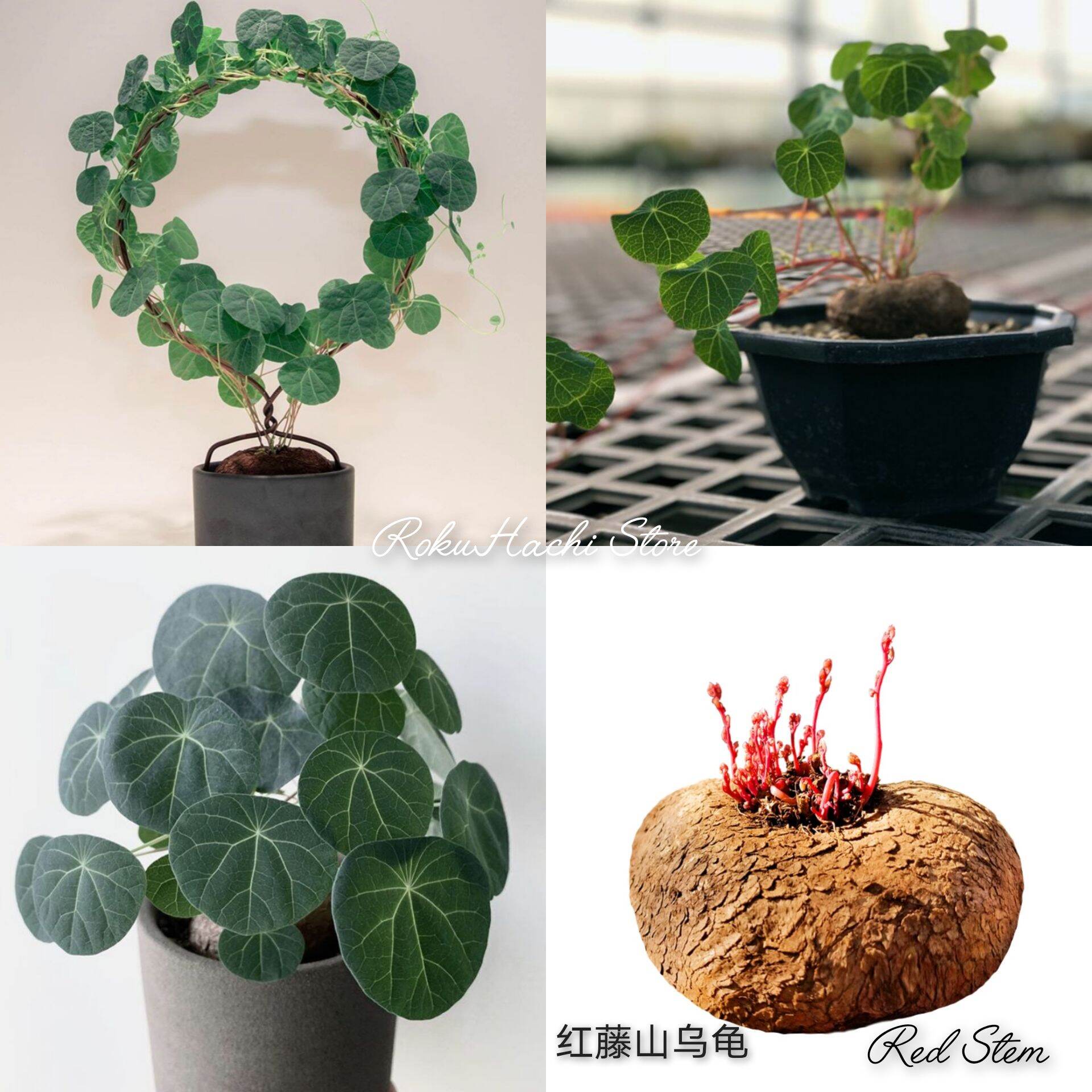 Stephania Erecta Red Stem Indoor Plant 红藤招财山乌龟 | Lazada