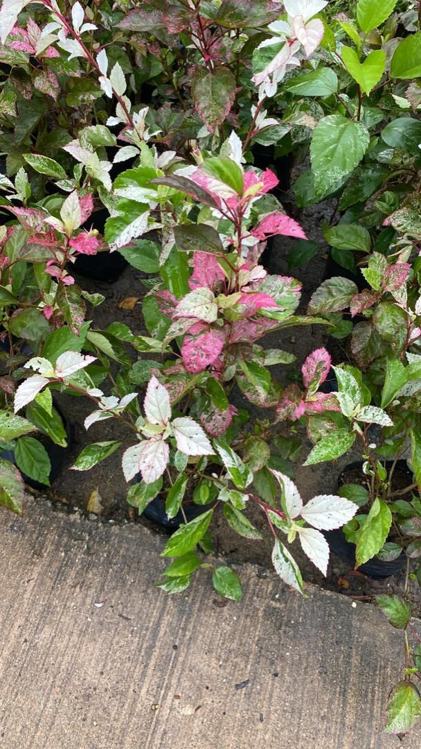 POKOK BUNGA RAYA daun warna warni | Lazada