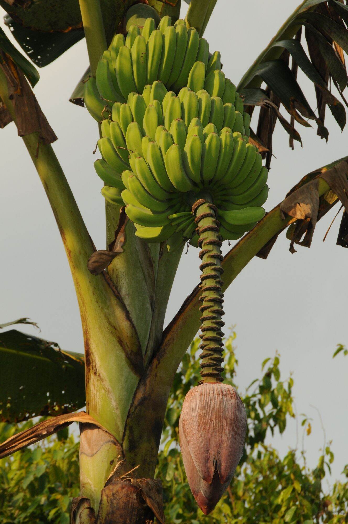 [ANAK PISANG , BENIH SULUR PISANG PELBAGAI][BENIH FRESH DAN BERKUALITI ...
