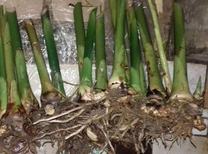 ANAK POKOK KANTAN / RIZOM KANTAN PINK | Lazada ANAK POKOK KANTAN / RIZOM KANTAN PINK | Lazada