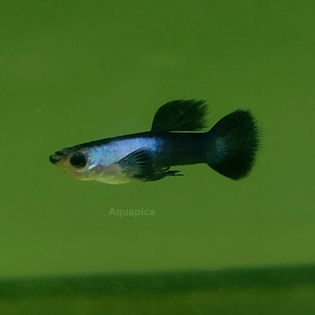 Mini Blue Panda Guppy - for aquarium & pond | Lazada