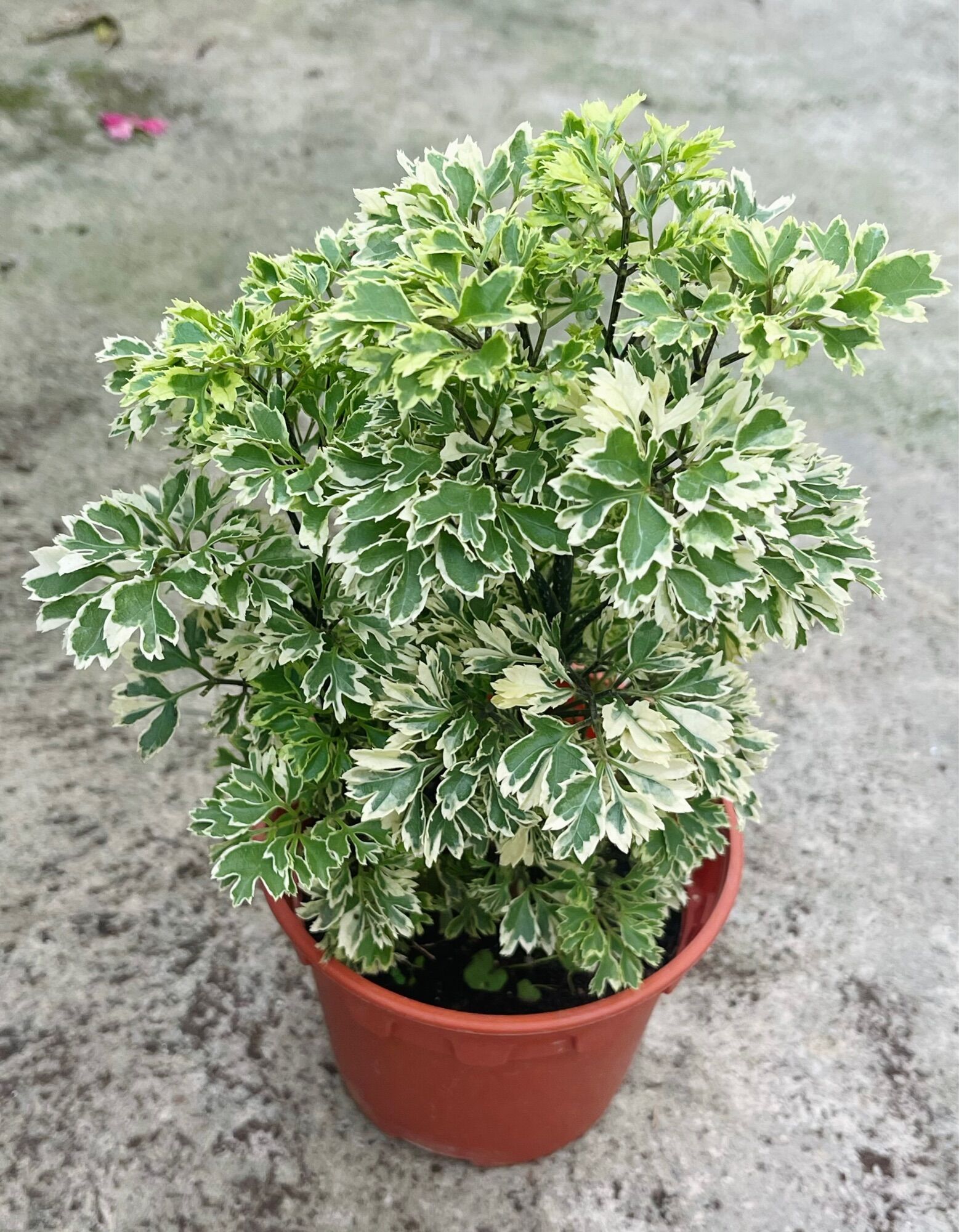 MC - Polyscias Balfouriana Marginata 花叶福禄桐 | Lazada