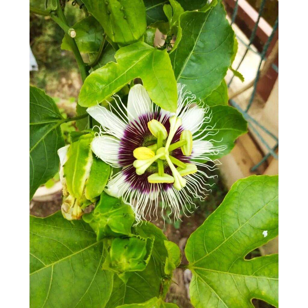 ANAK POKOK MARKISA / PASSION FRUIT PLANT ( +- 1.5feet ) REAL LIVE PLANT ...