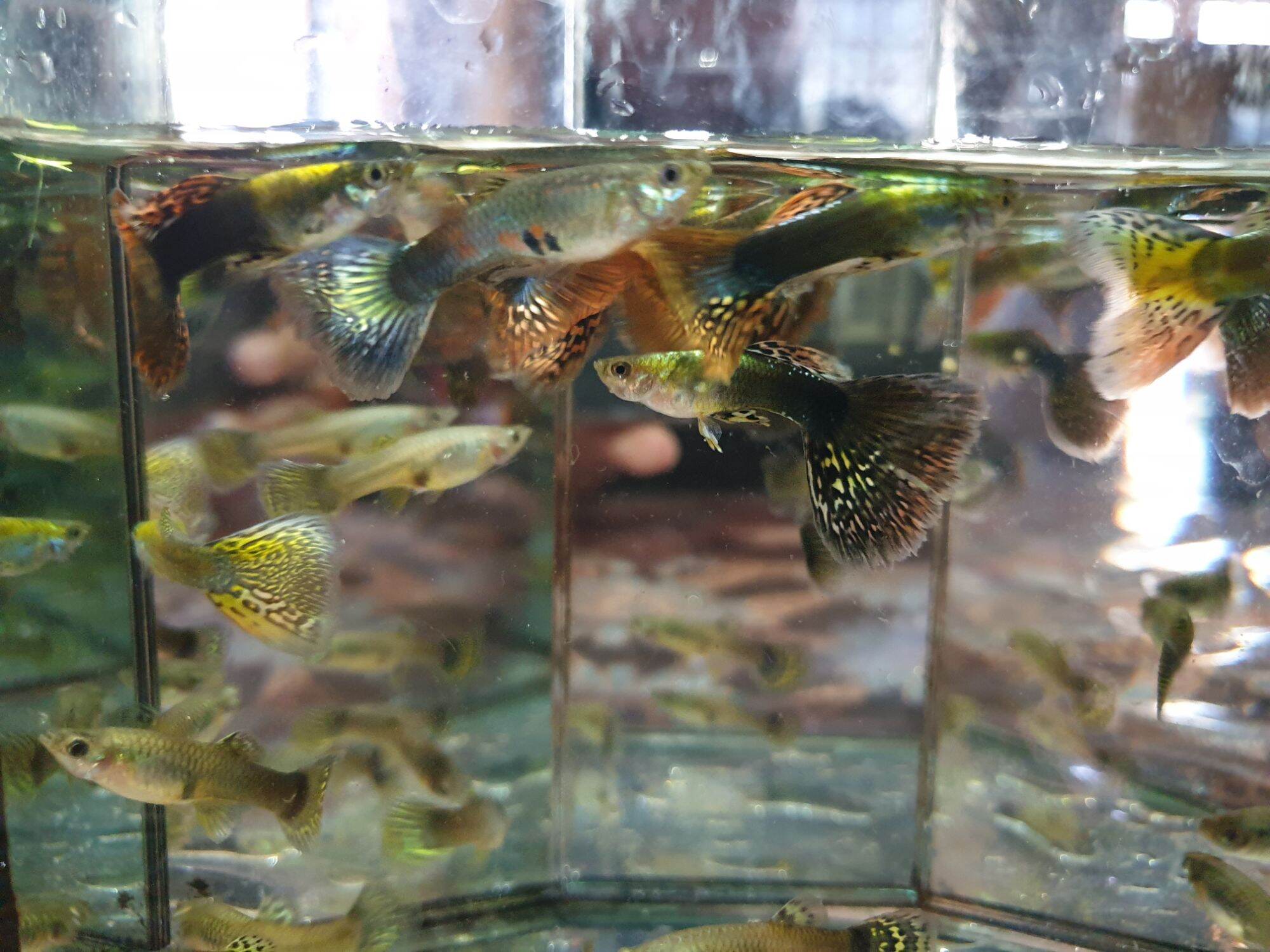 Guppy Sakura 5 pair | Lazada