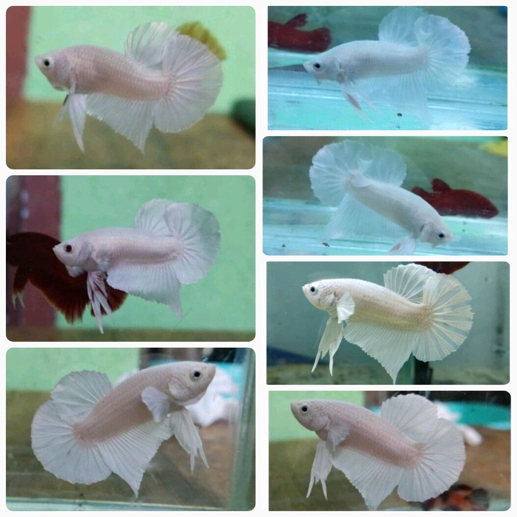 RBG (🔥 READYSTOCK 🔥) IKAN LAGA BETTA FISH PLATINUM WHITE VARIATION MALE ...