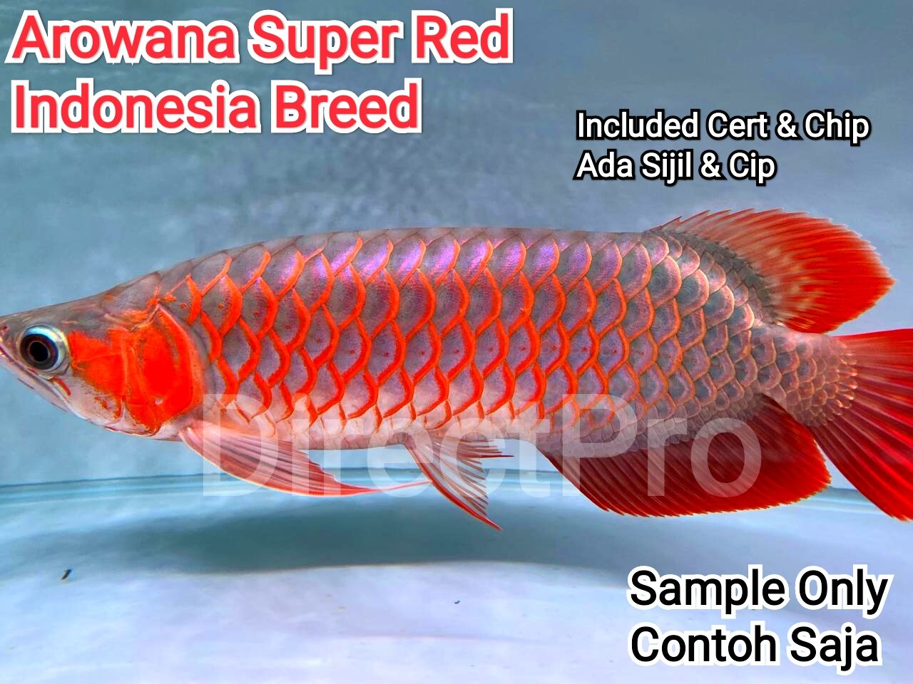 Arowana Fish Super Red Kapuas Blood Red ( 100% Indonesia Breed ) With ...