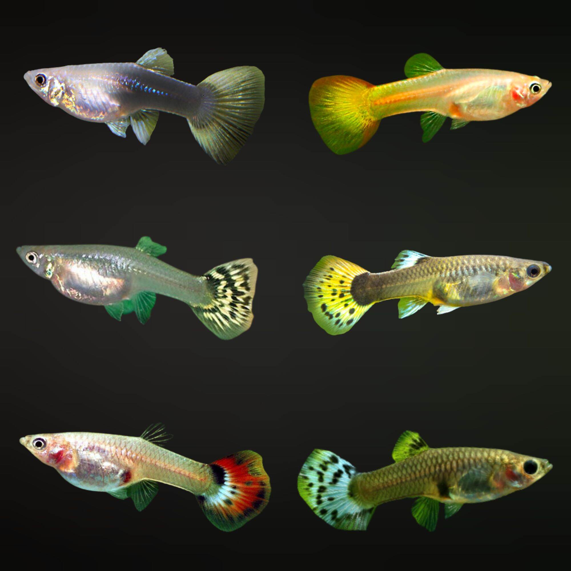 (4/7/10 pcs) High Grade Female Guppy /Ikan Guppy Betina. | Lazada