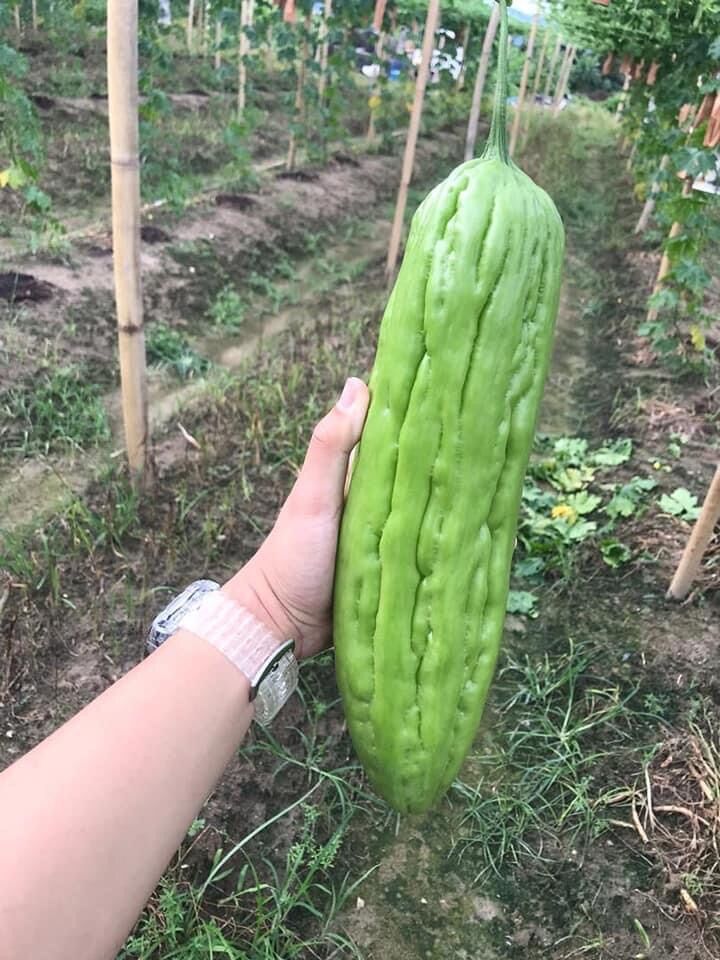 F1 Hybrid Seed Green Delica Seed Bitter Gourd Peria Besar 大苦瓜 | Lazada
