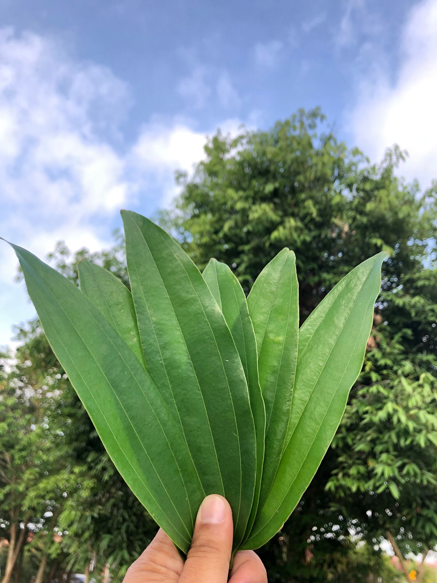 🔥SEGAR DARI POKOK🔥 (20g) DAUN BAY INDIA/DAUN KAYU MANIS/CINNAMOMUM ...