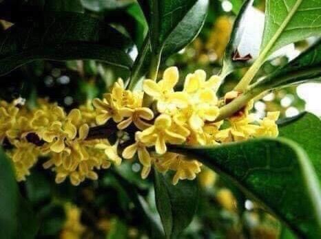Pokok bunga wangi osmanthus (boleh dimakan) edible flowers | Lazada