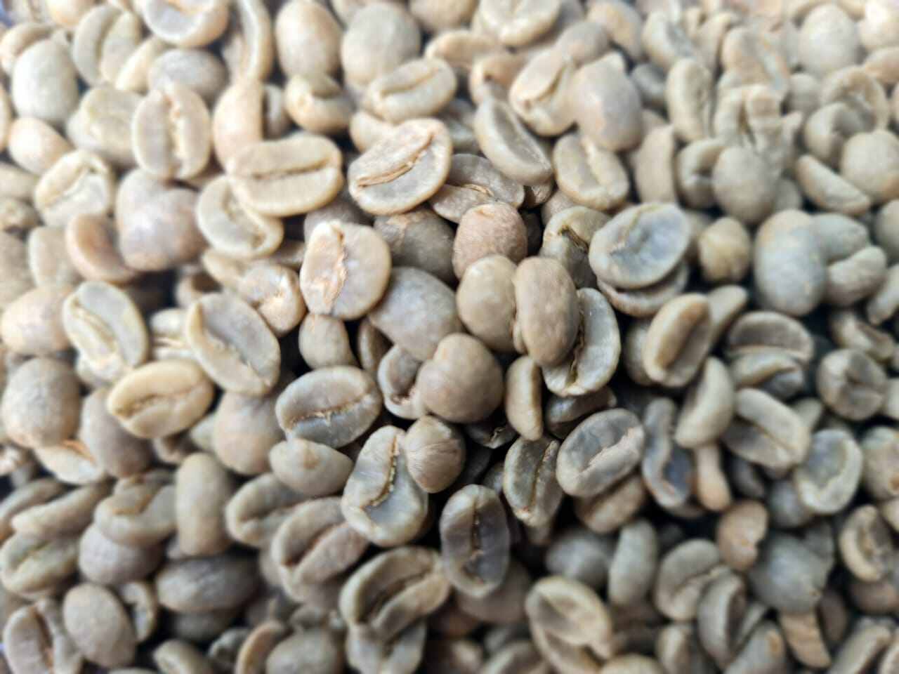 Columbia Arabica Huila Supremo Green Bean | Lazada