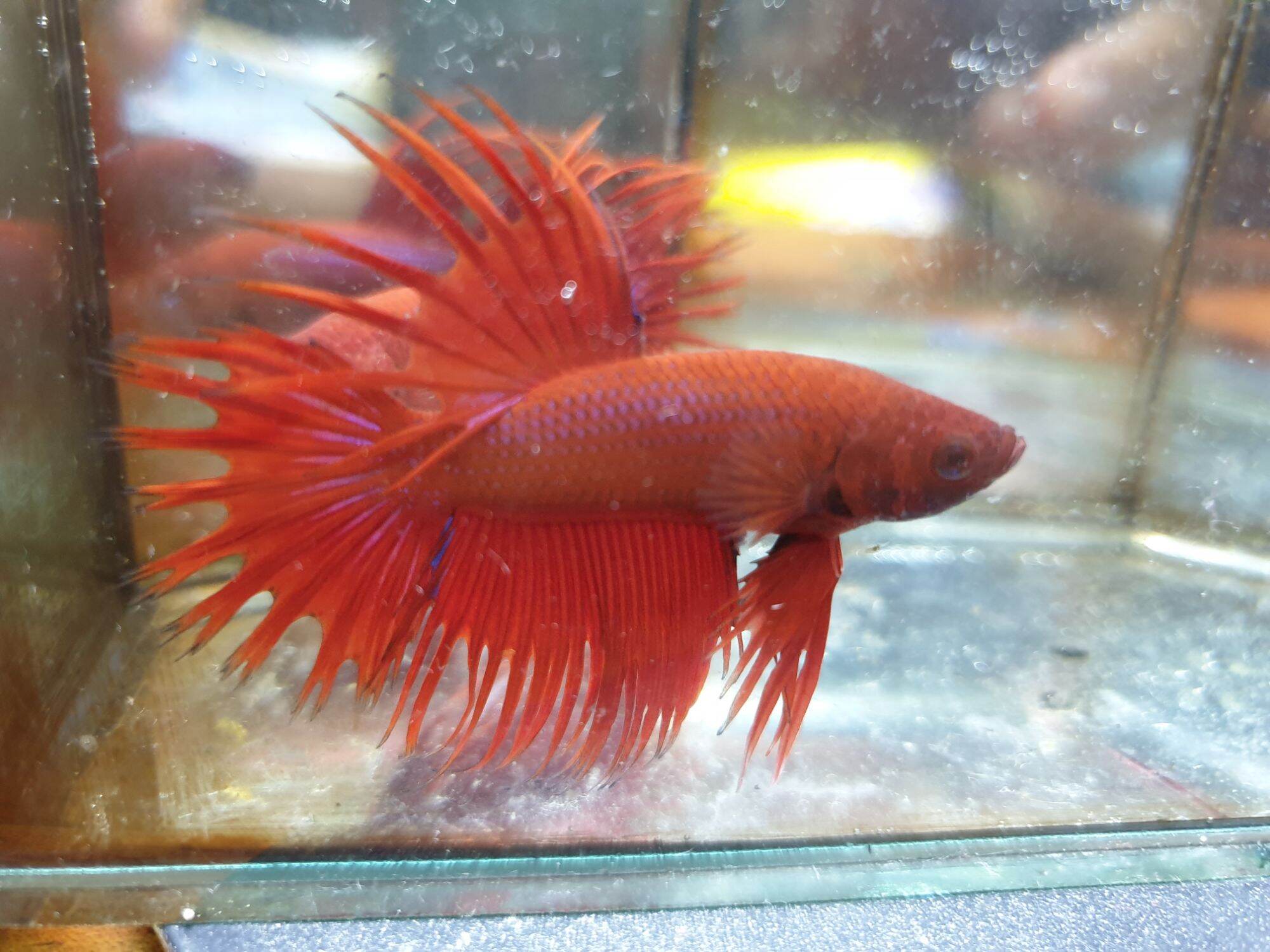 Betta Crowntail Super Red Free female | Lazada