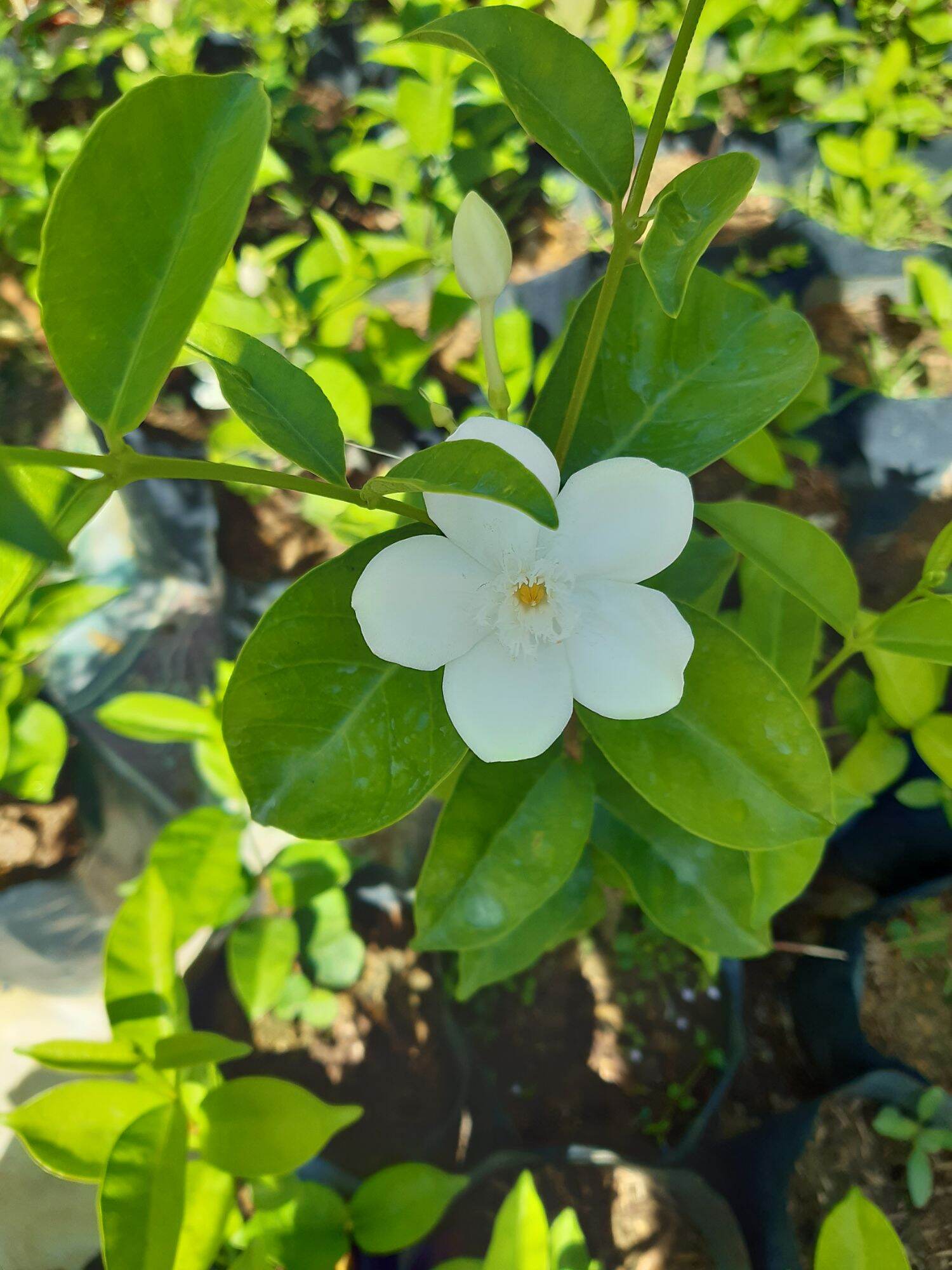 pokok jasmine | Lazada