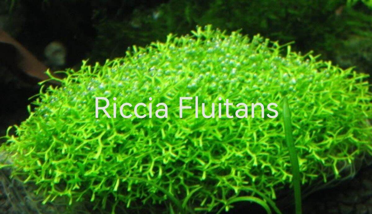 Aqua Plant : A) Java Moss (Loose) (10x10cm) (B) Flame Moss (Loose ...
