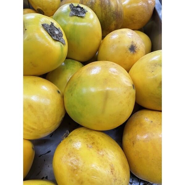 1Kg Terung Dayak Terung Asam Terung Borneo Sour Eggplant Fresh dari ...