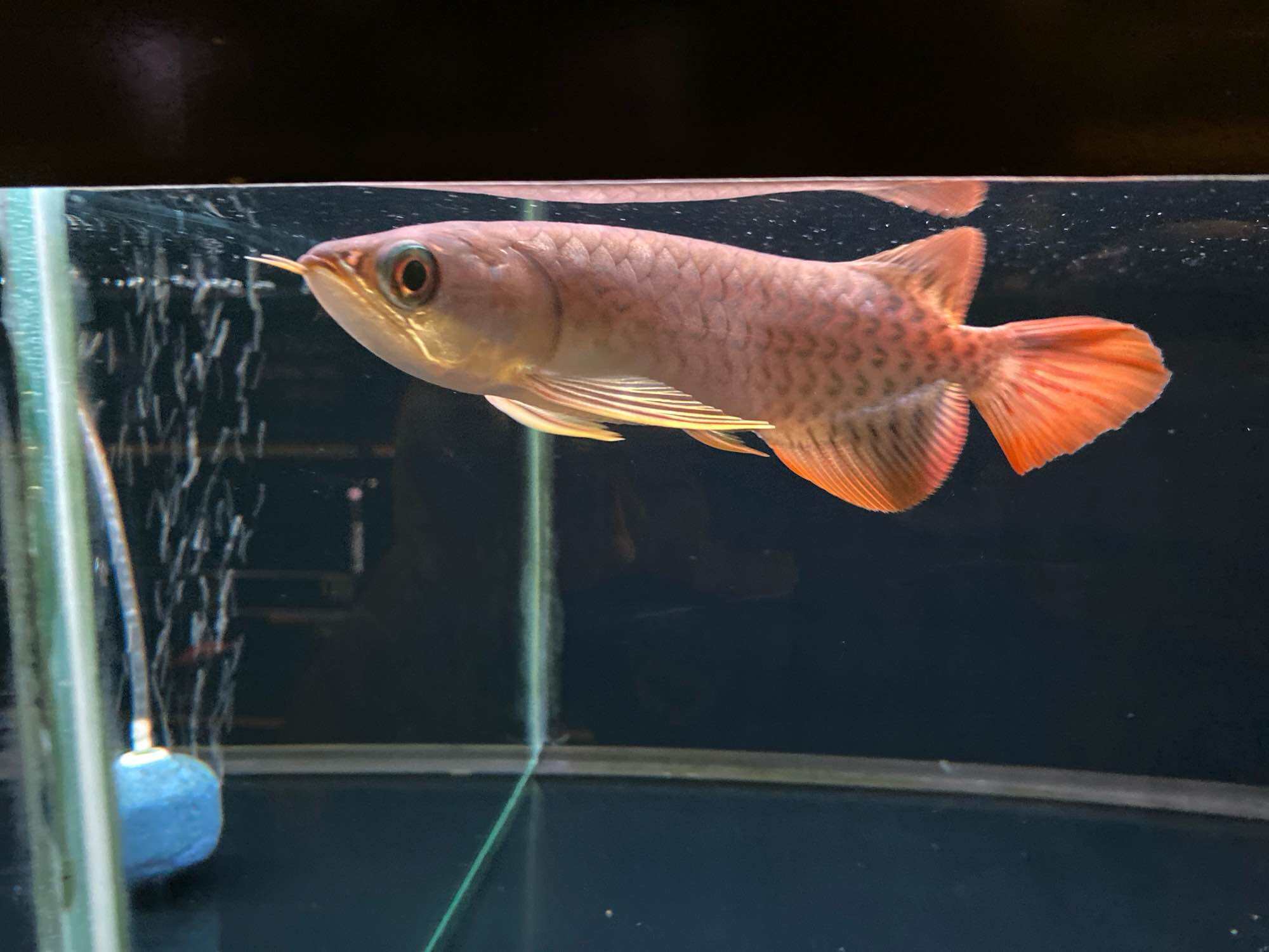 Ikan Arwana Banjar Red