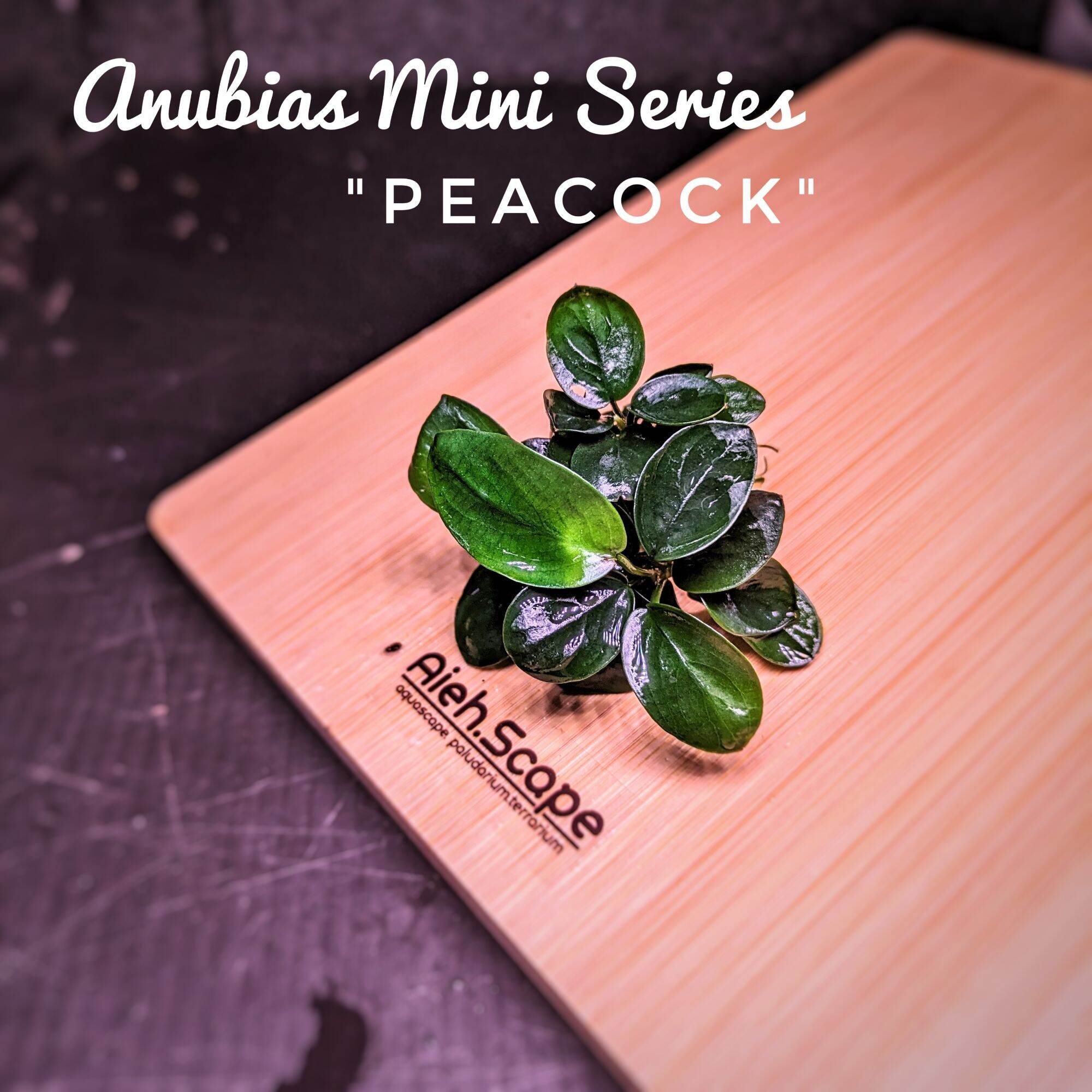 Anubias Mini Series: Anubias Nana Petite, Anubias Mini Golden, Anubias ...