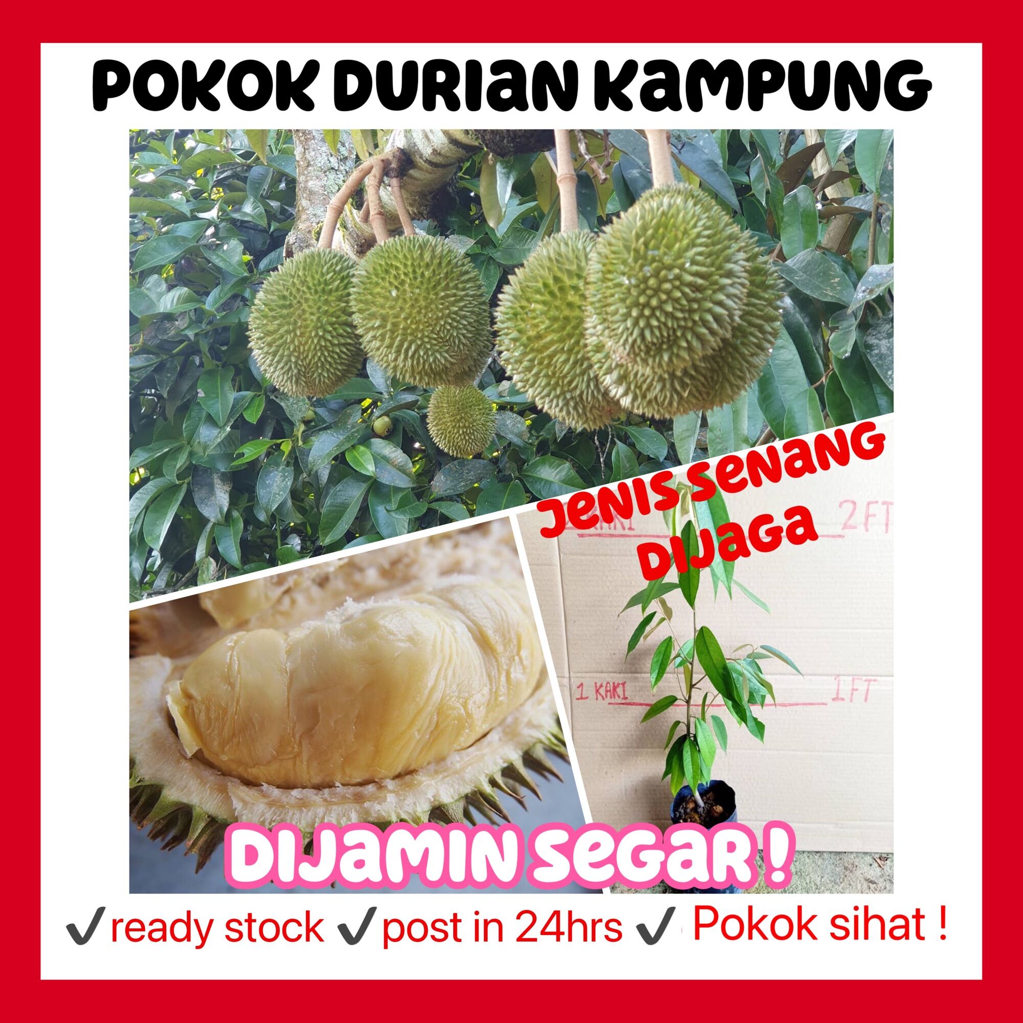 rina • pokok durian kampung • pokok buah hidup live plant fruit sapling ...