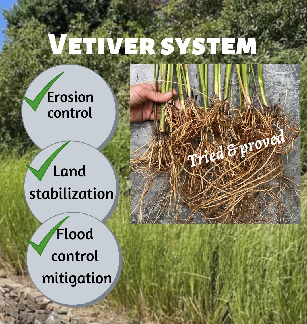 Vetiver grass Akar wangi Mencegah hakisan Landslide erosion control ...