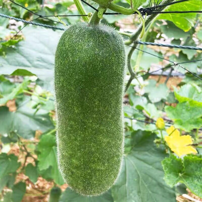Benih Kundur Bulu 6pcs/Hairy Gourd/Fuzzy Melon/毛瓜种子 | Lazada