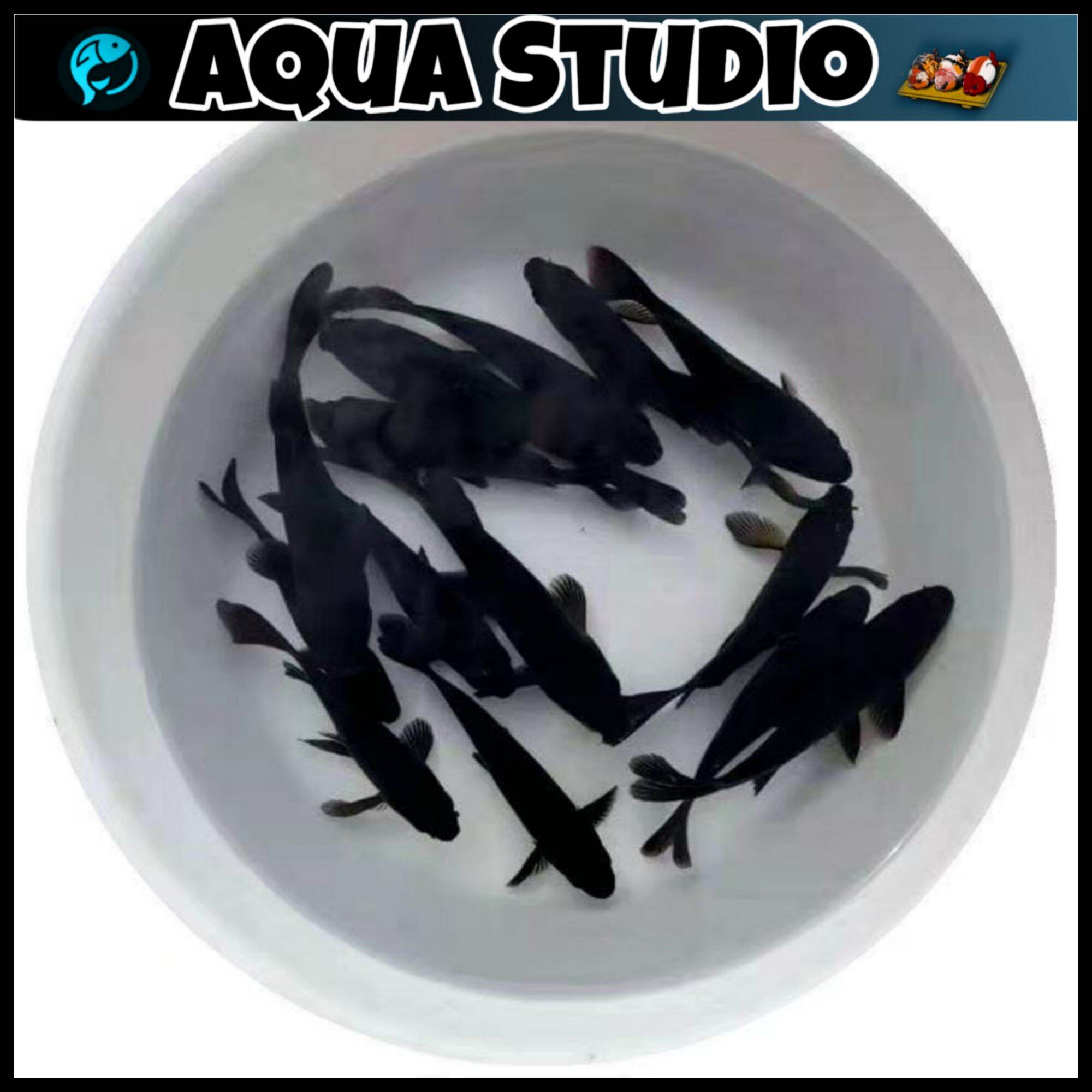 Malaysia Local breed Japanese Koi Fish 4-6inch 1pcs per price ( koi ...