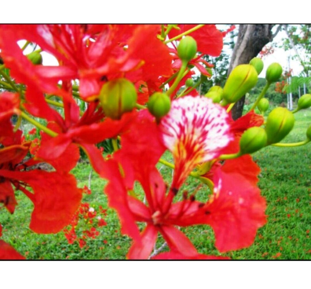 biji benih semarak api | Lazada