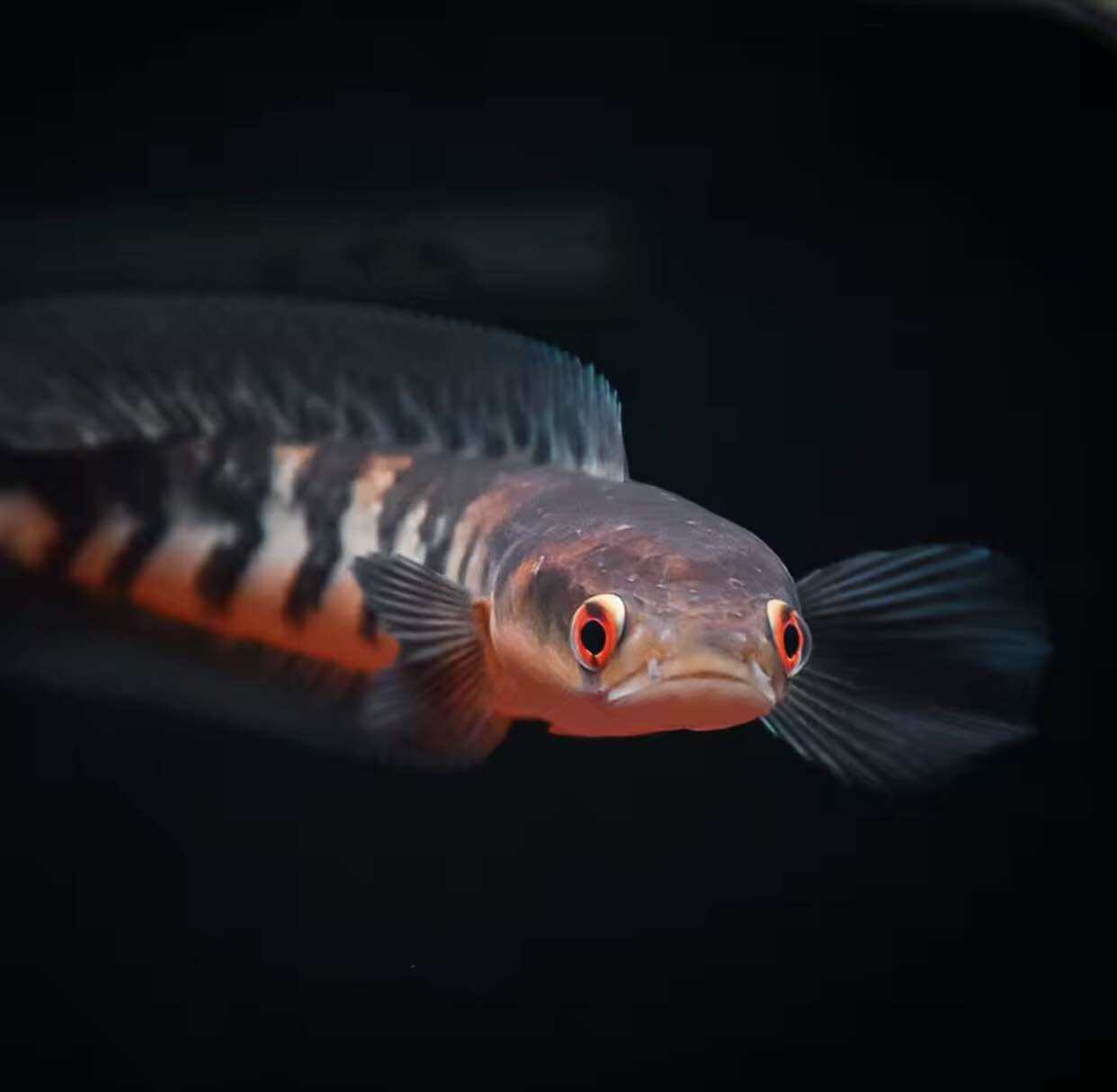 Channa Maru - Red Barito 5inch+++ (100% original) | Lazada