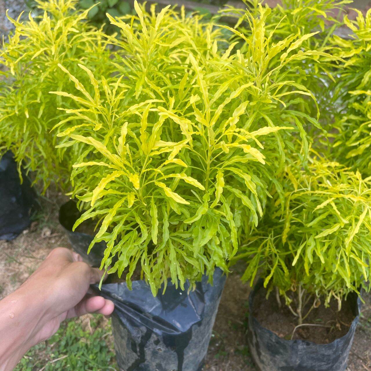 Pokok Tong Emas / Euodia Cultivar / Outdoor Live Plant | Lazada