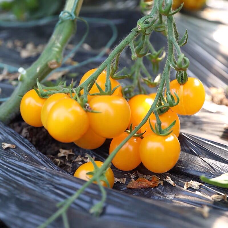 Benih Tomato Ceri Kuning 20pcs/黄樱桃番茄 | Lazada